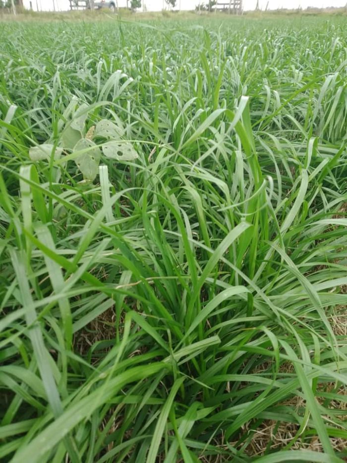 Raigras Big Boss | Procampo Uruguay